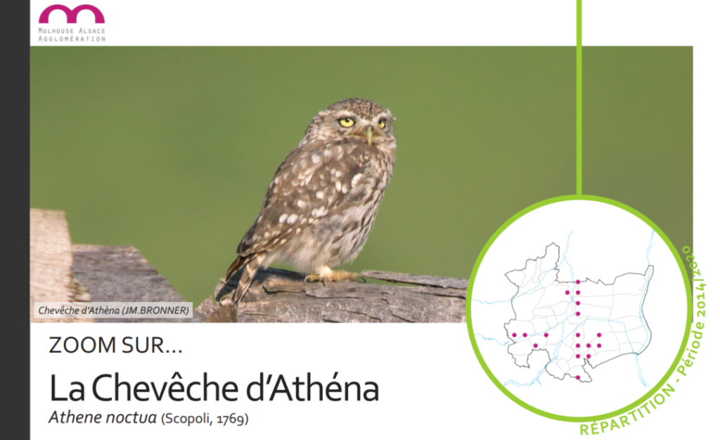 Zoom sur la Chevêche d’Athéna – Odonat-Grandest