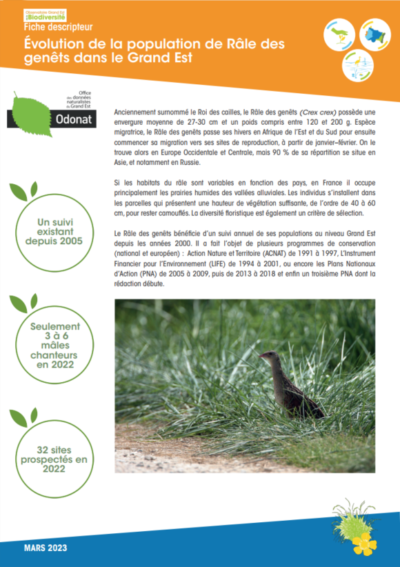 Évolution de la population de Râle des genêts dans le Grand Est – Odonat-Grandest